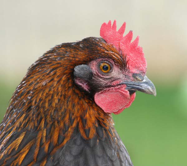 French Black Copper Marans - The Pasture Farms