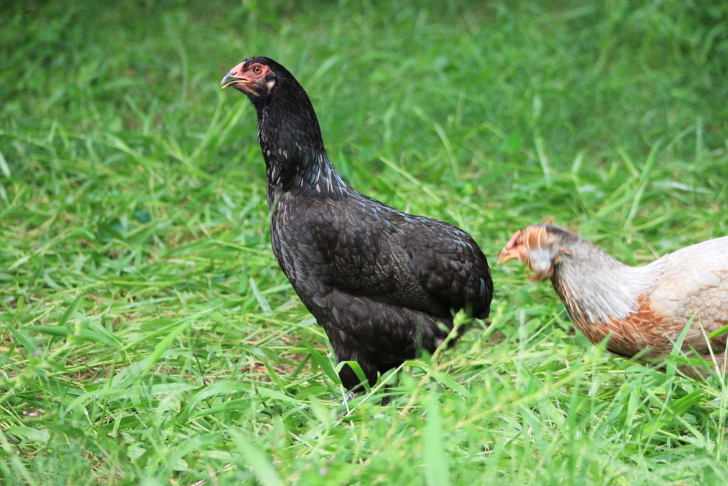 Rumpless Tufted Araucana – The Pasture Farms