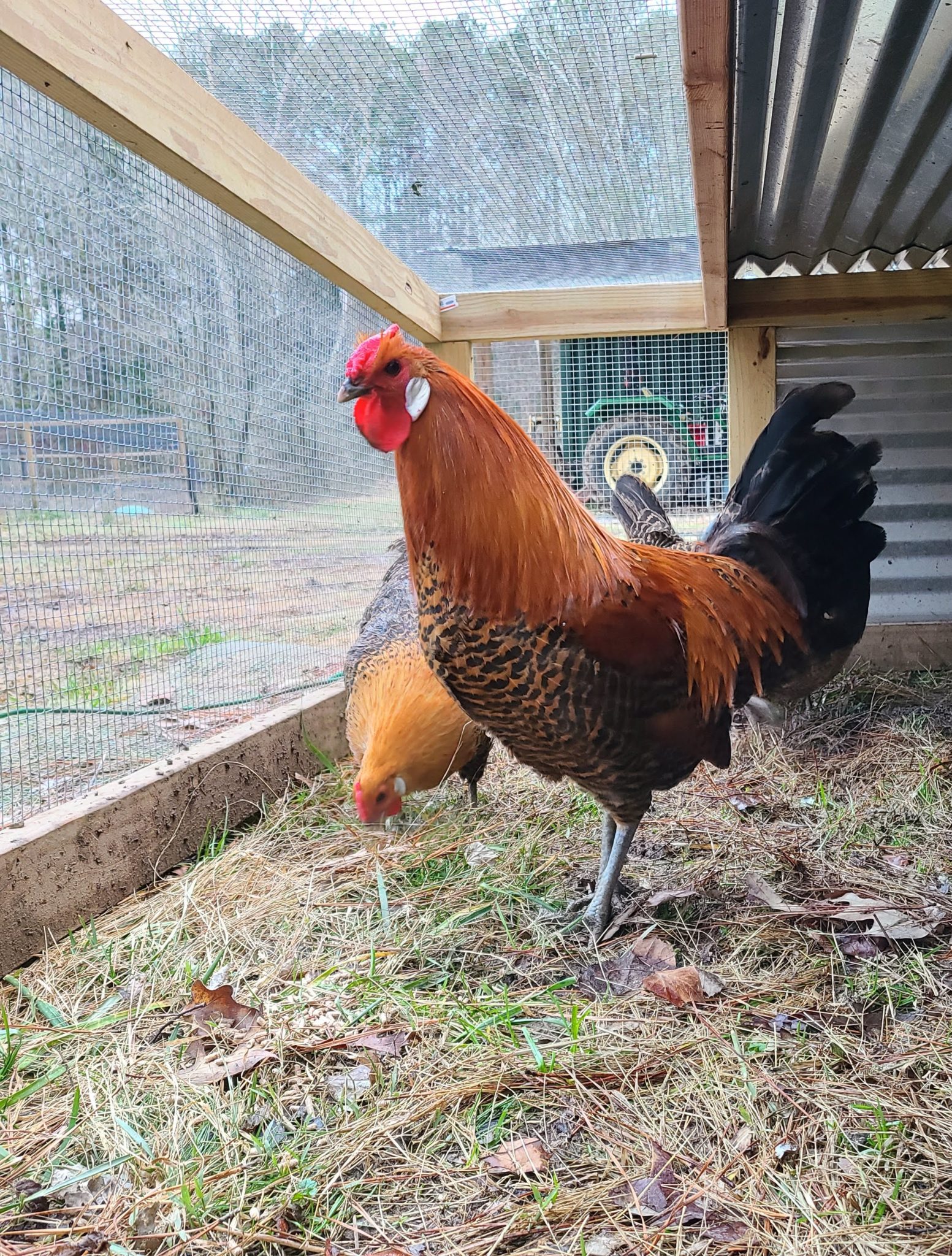 Gold Deathlayer – The Pasture Farms