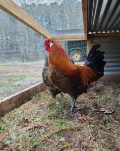 Gold Deathlayer – The Pasture Farms
