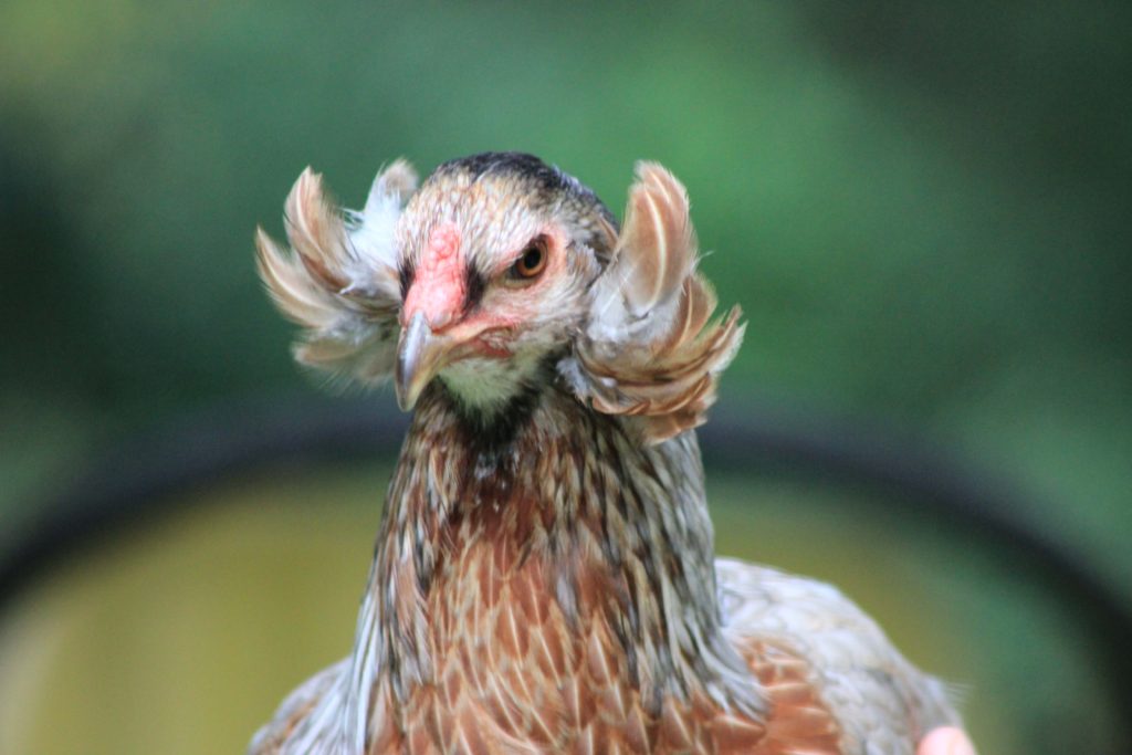 Rumpless Tufted Araucana – The Pasture Farms