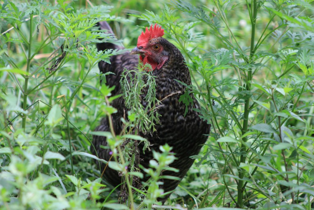 Olive Egger – The Pasture Farms