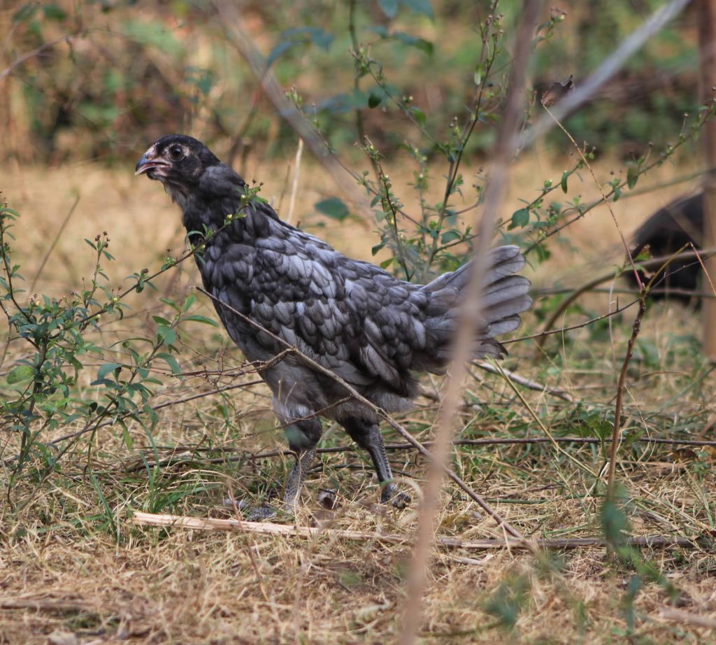 Easter Egger – The Pasture Farms